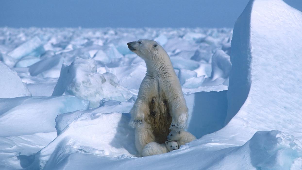La banquise d’été de l’Arctique est à un des niveaux les plus bas ...