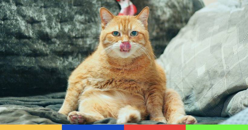 On a testé l’appli de traduction de miaulements sur des gros matous