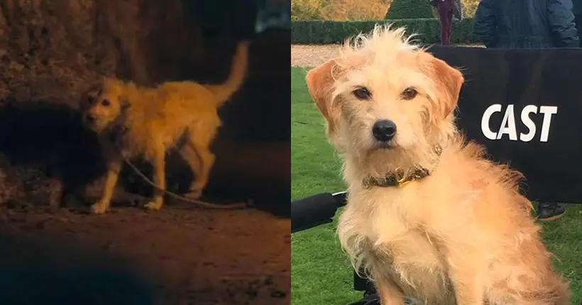 La folle histoire de Bobby, le petit chien abandonné devenu une star de ...