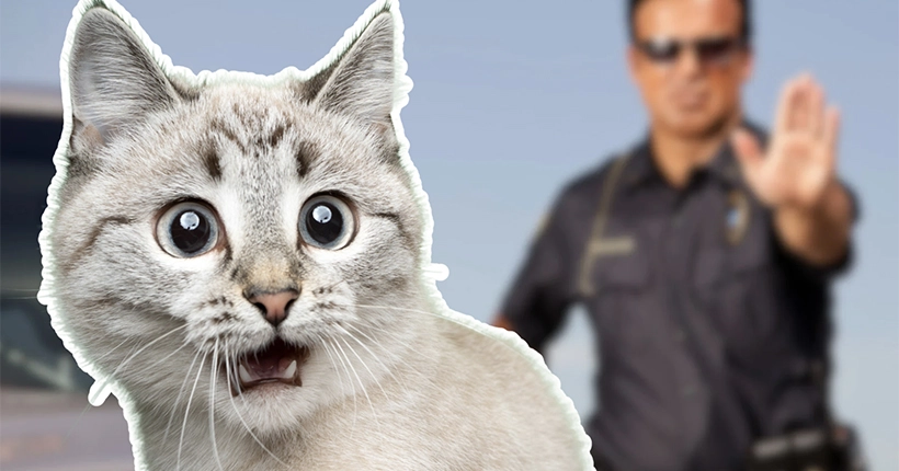 Mais c’est quoi ce robot hyper blasé qui est désormais un mème viral ...