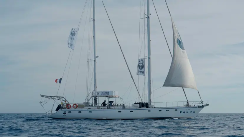 À Cannes, WWF remet la lumière sur la vraie star invisible de la ...